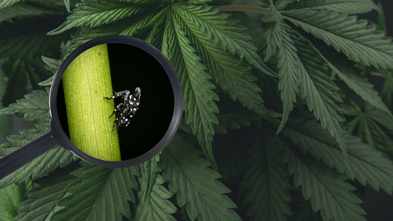 Blue Ridge Hydroponics - Helping you grow "tomatoes" since 2024!