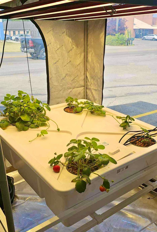 Custom Hydro Setups Page – Blue Ridge Hydroponics